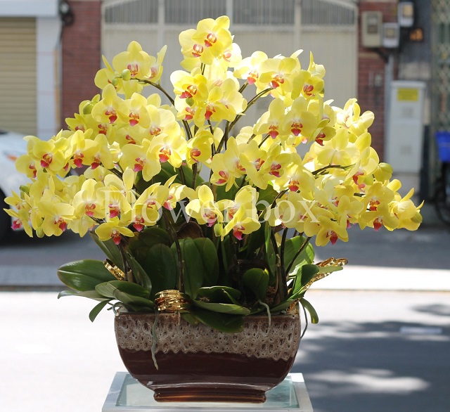 Ý nghĩa hoa lan Tết là gì? Cách phục hồi lan hồ điệp sau tết - Vườn lan ...